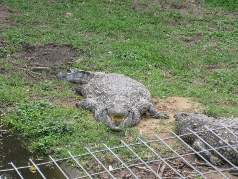 KZN Crocodile Centre | St. Lucia | South Africa | Modern Overland
