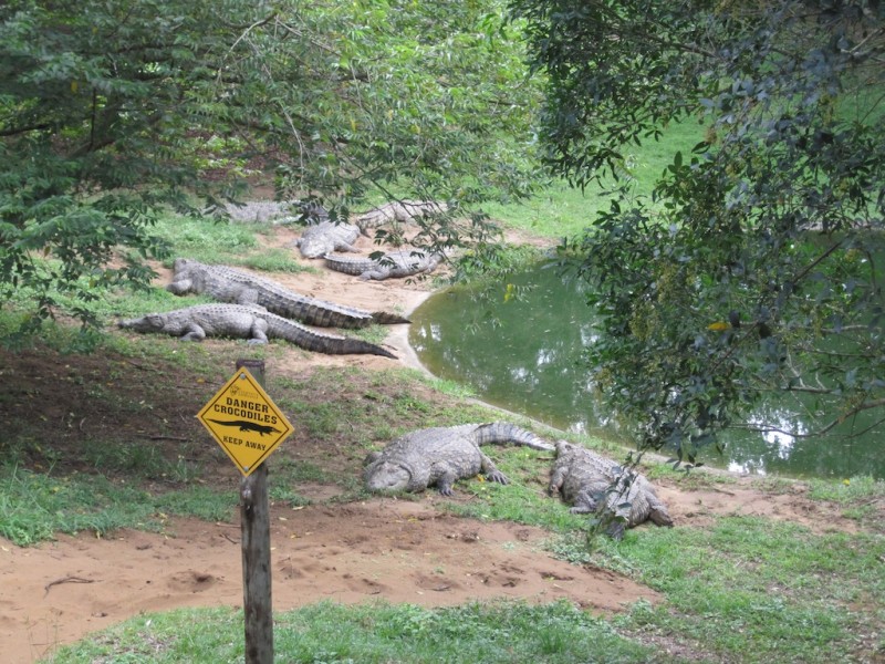 KZN Crocodile Centre | St. Lucia | South Africa | Modern Overland