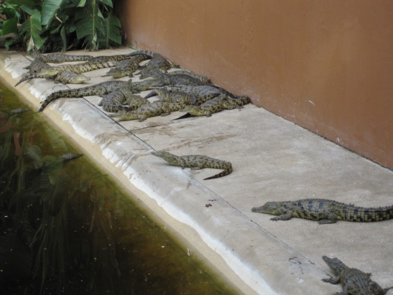 KZN Crocodile Centre | St. Lucia | South Africa | Modern Overland